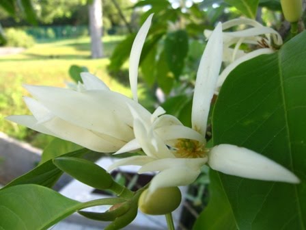 Flowers in Singapore: Flower for this week - Michelia alba (White Chempaka)