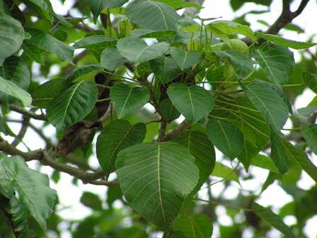 Flowers in Singapore: Hura crepitans (Sandbox Tree, Possumwood, Jabillo)