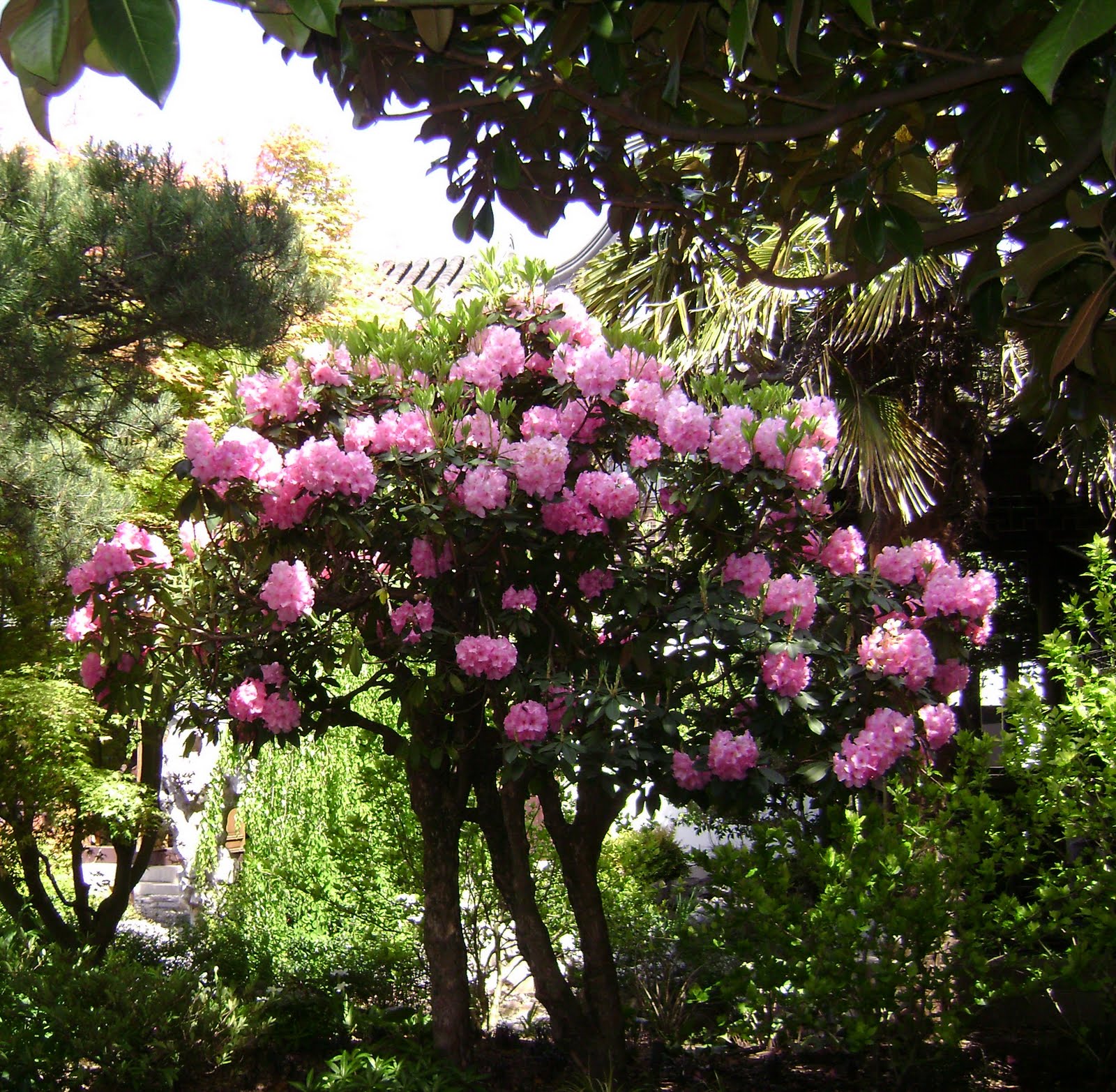 Prairie Rose's Garden: A Visit to the City of Roses