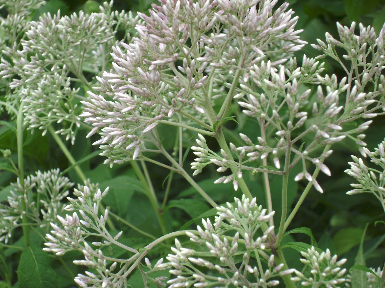 Prairie Rose's Garden: July GBBD: Bloomin' Hot!