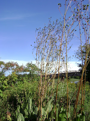Prairie Rose's Garden: September 2010