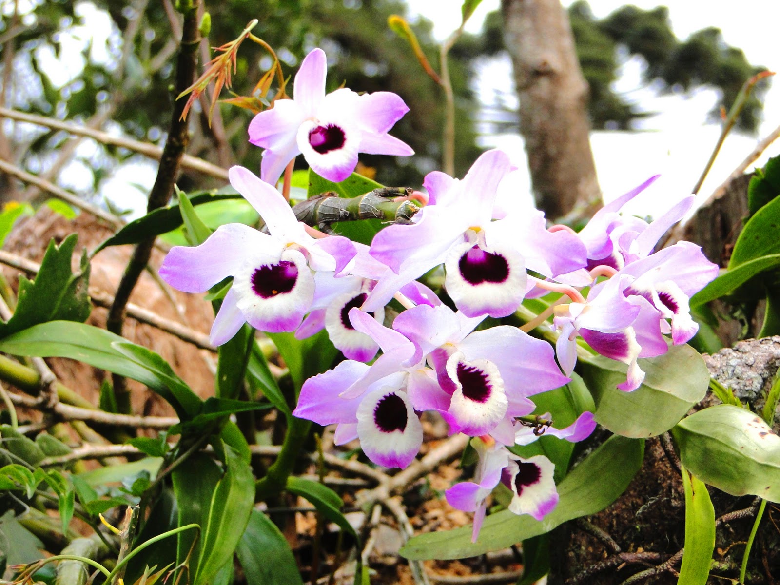 O Fazedor de Auroras: Orquídea, sim, orquídeas