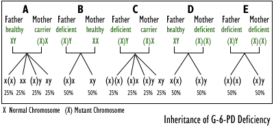 MyWorld: Glucose-6-phosphate dehydrogenase (G6PD) deficiency