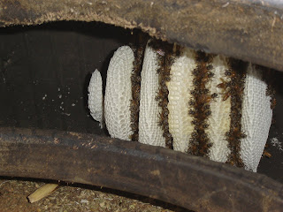 The Hive: 'Apis cerana Indica', our local species