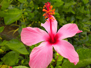 pokok-pokok: Bunga Raya Hibiscus - Tropical Hawaii