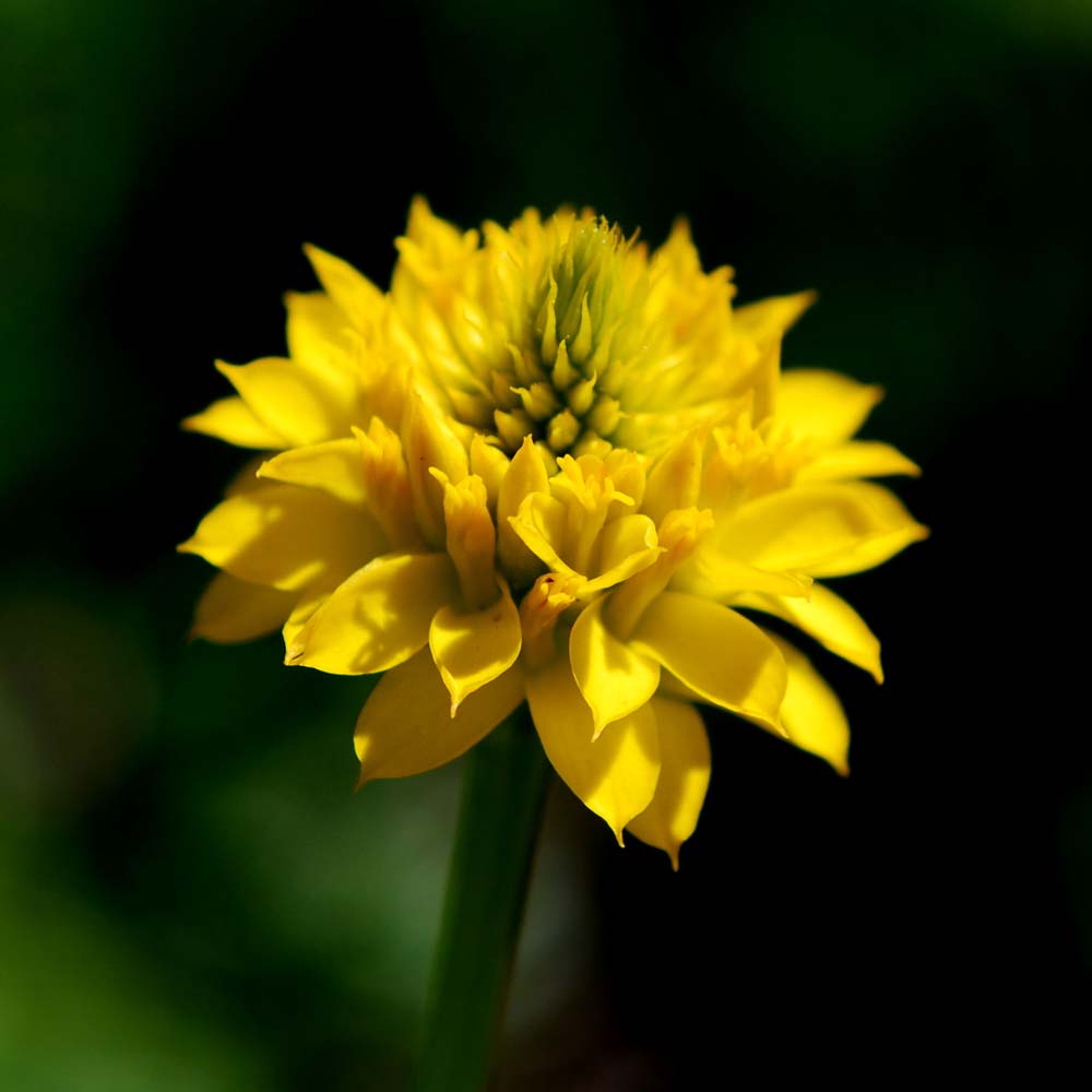 Space Coast Wildflowers: April 2009