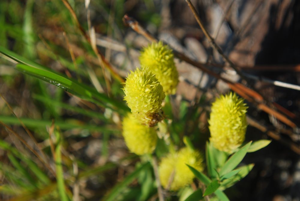 Space Coast Wildflowers: Beargrass Hunt at Wickham Park, June 2, 2010