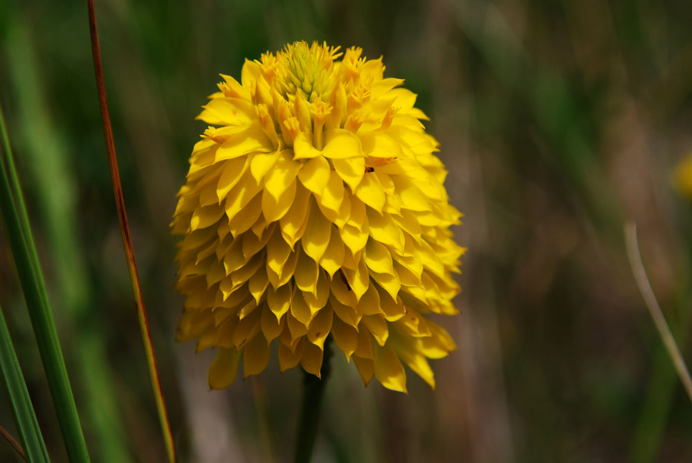 Space Coast Wildflowers: Cruickshank Sanctuary, June 9, 2010