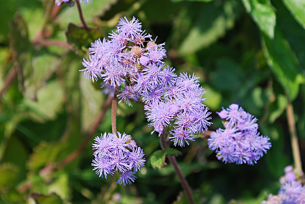 Space Coast Wildflowers: Summer in Wickham Park, July 9, 2010