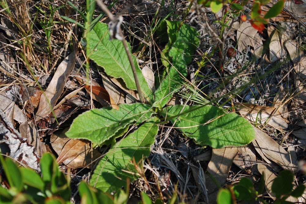 Space Coast Wildflowers: Summer in Wickham Park, July 9, 2010
