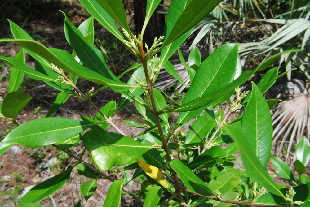 Space Coast Wildflowers: Turkey Creek Sanctuary: Search for Blazing ...