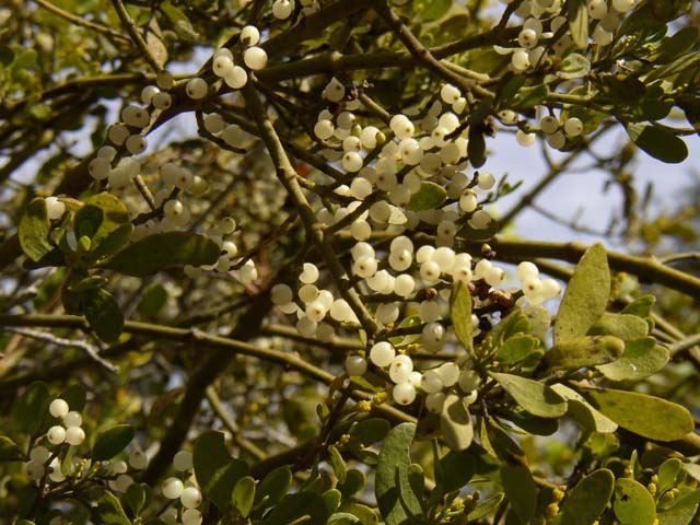 Space Coast Wildflowers: Wickham Park: Archive Photos