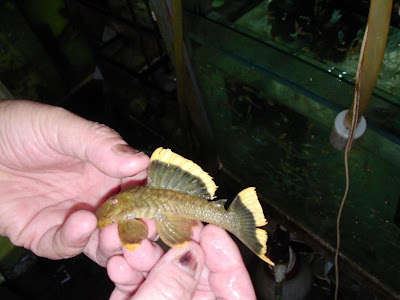 Pet Solution Inc.: World of Pleco Part II