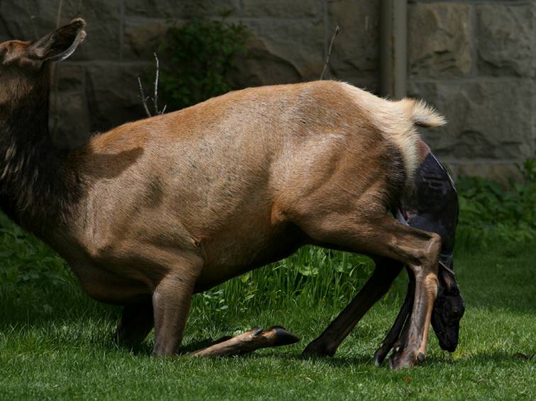 A Voice 4 Animals: Elk Gives Birth in Yellowstone National Park