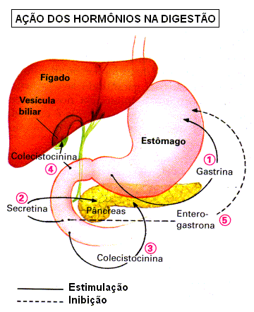 Sistema Digestório: O Controle da Digestão