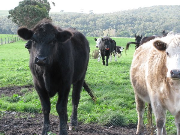 Cows in Clover: Farmer Dan at Gippsland Lean Beef