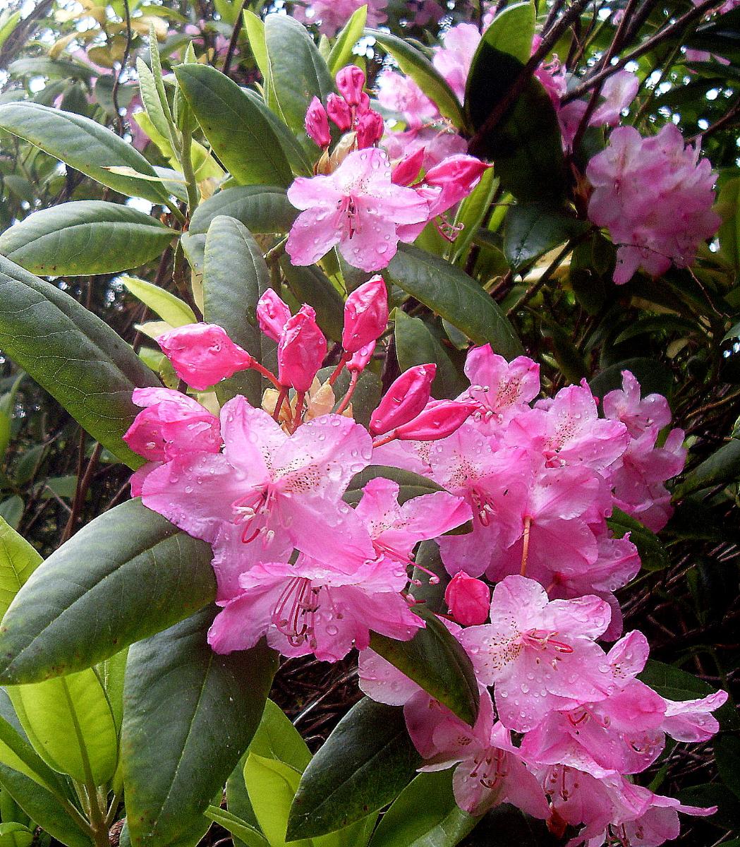 Welcome to Adele's Blog: Rhododendron macrophyllum