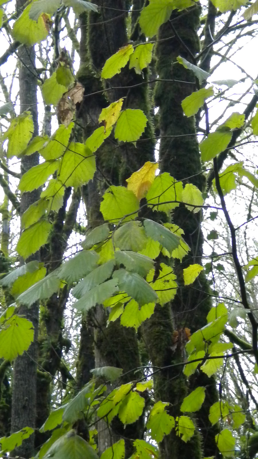 Exploring Tryon Creek: Ethnobotany