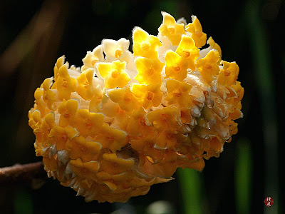 FROM THE GARDEN OF ZEN: Mitsumata (Edgeworthia chrysantha) flowers in ...