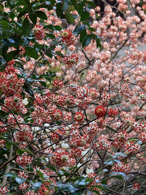 FROM THE GARDEN OF ZEN: Aka-mitsumata (Edgeworthia chrysantha) flowers ...