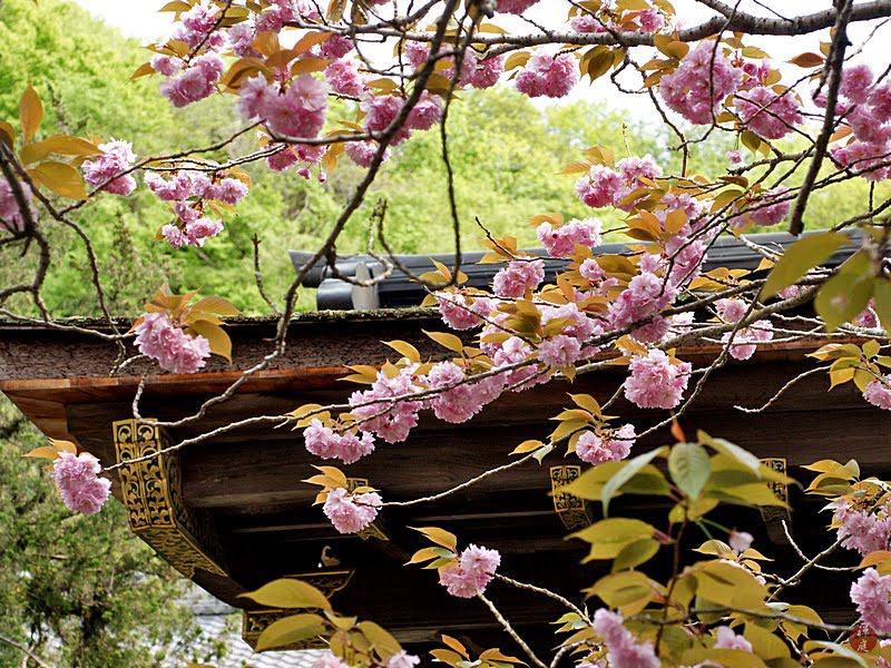 FROM THE GARDEN OF ZEN: Yaezakura (Prunus lannesiana) blossoms in ...