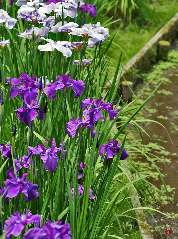 FROM THE GARDEN OF ZEN: Hana-shobu (Iris ensata) flowers in Meigetsu-in ...