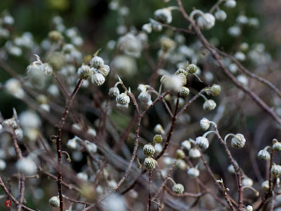 FROM THE GARDEN OF ZEN: Mitsumata (Edgeworthia chrysantha）buds in Engaku-ji
