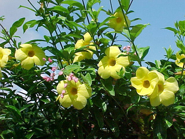 alamanda: Asal Usul Alamanda