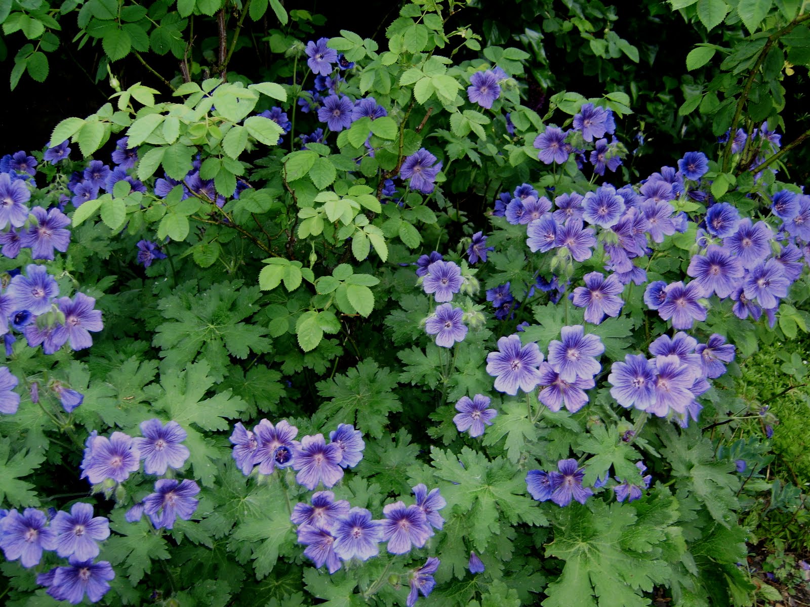 Diary of a Mad Gardener: Blue Geranium