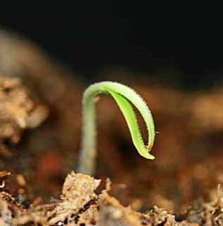 Rebo Pahing, Mengawali dari NOL … | Blog mufid : Catatan Kehidupan