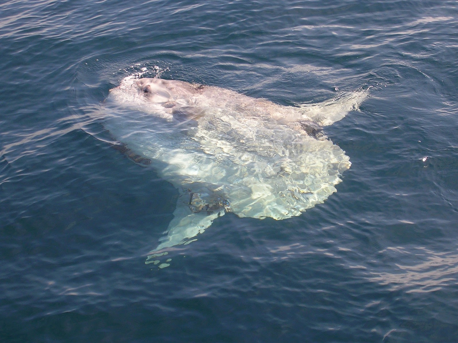 deep-bue-sea: MOLA MOLA