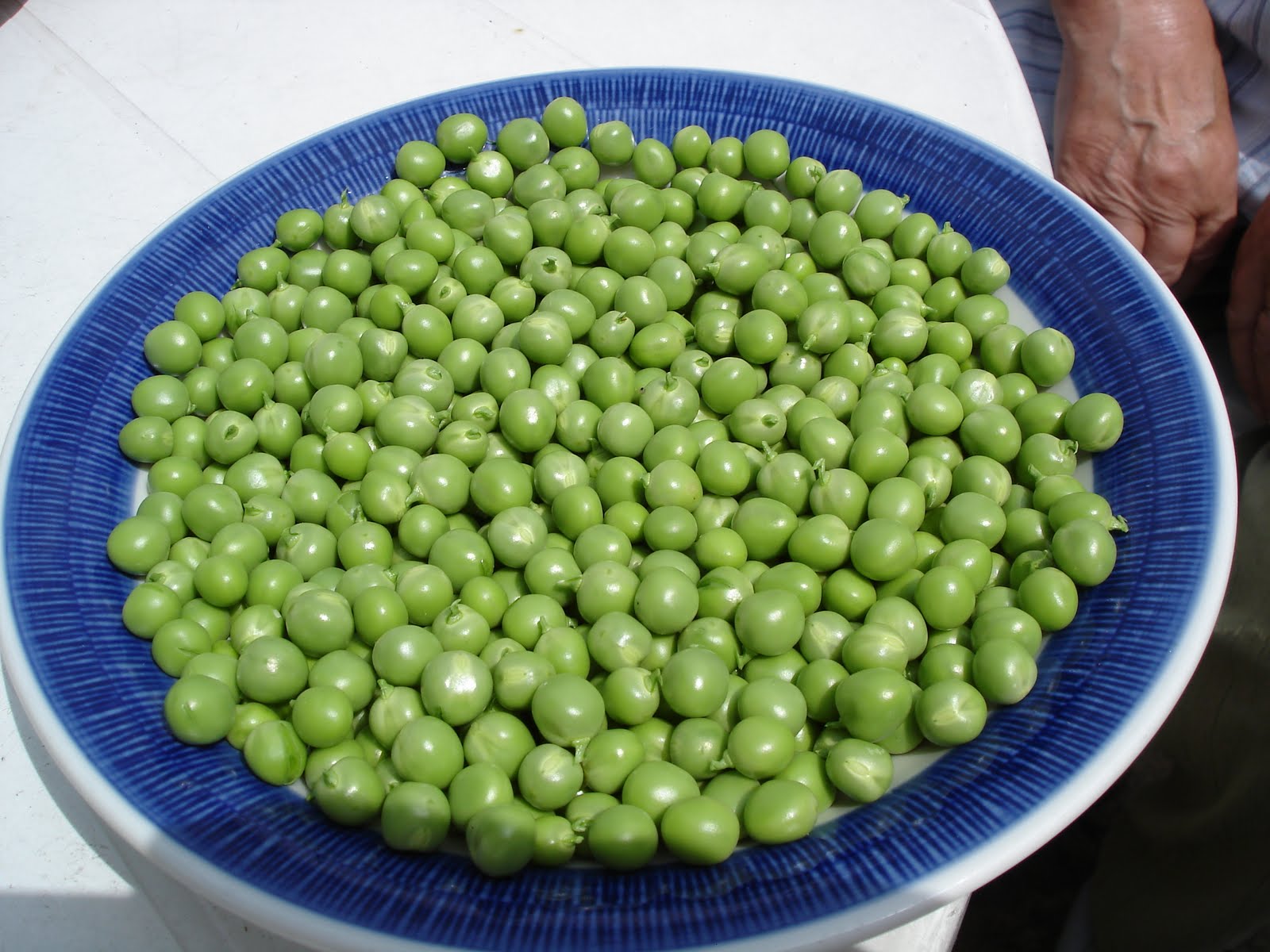 Down on the Allotment: Peas and Beans