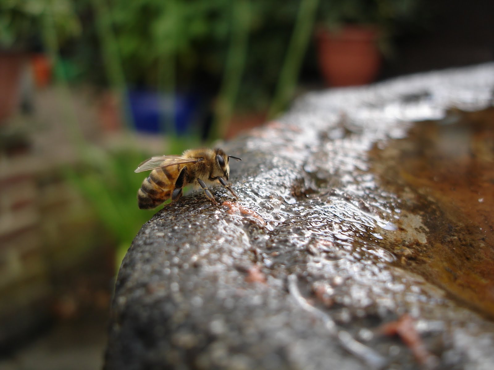 Down on the Allotment: Beans and Bees