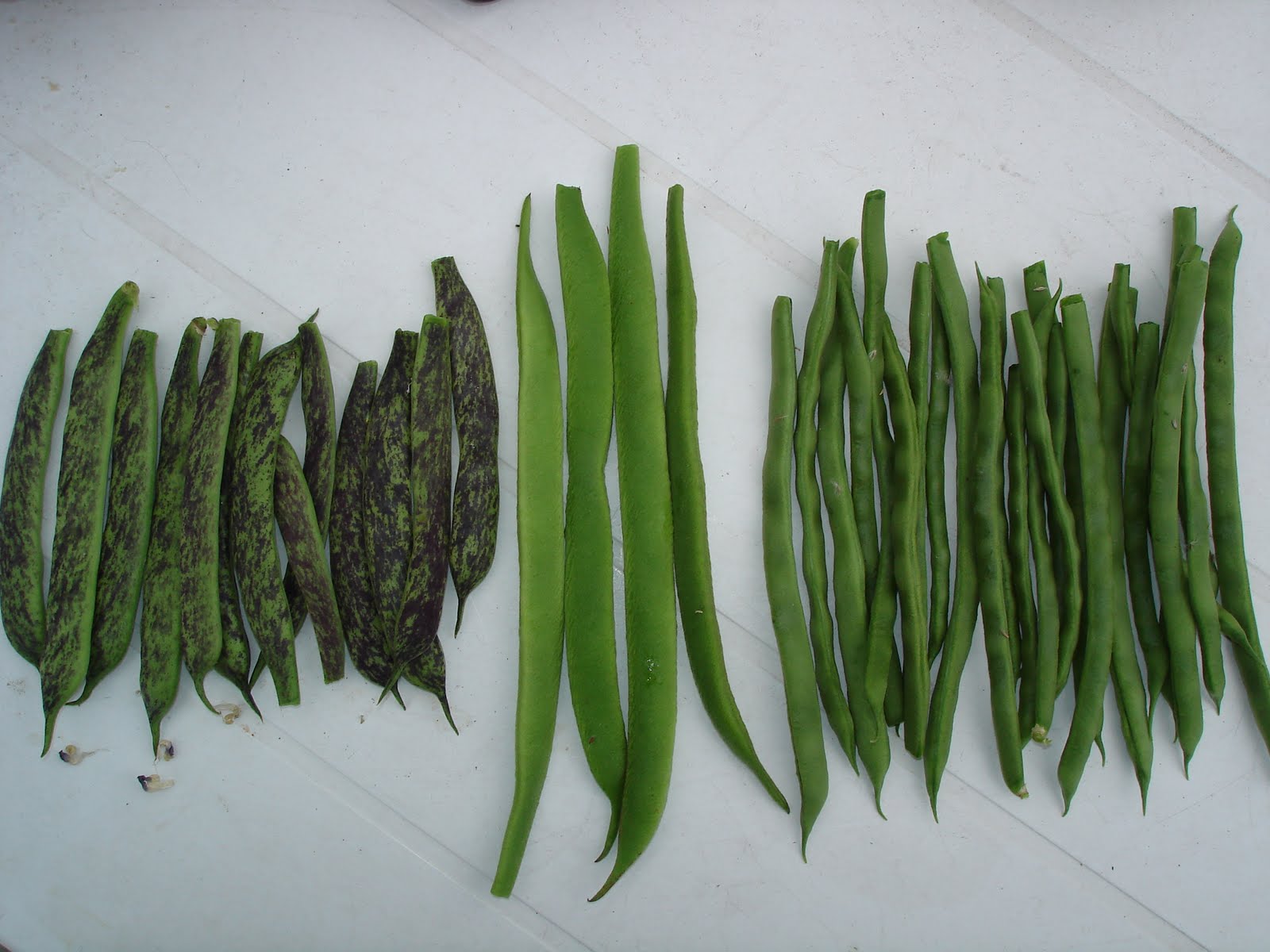 Down on the Allotment: Beans and Bees