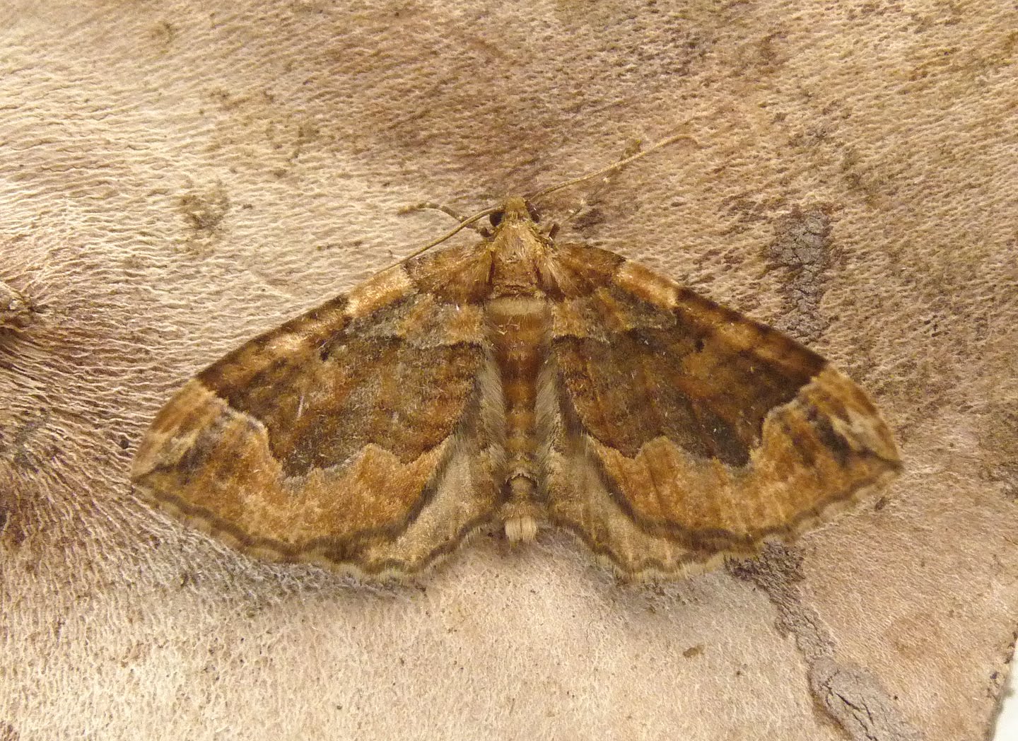 Sussex Nature: Garden Moths