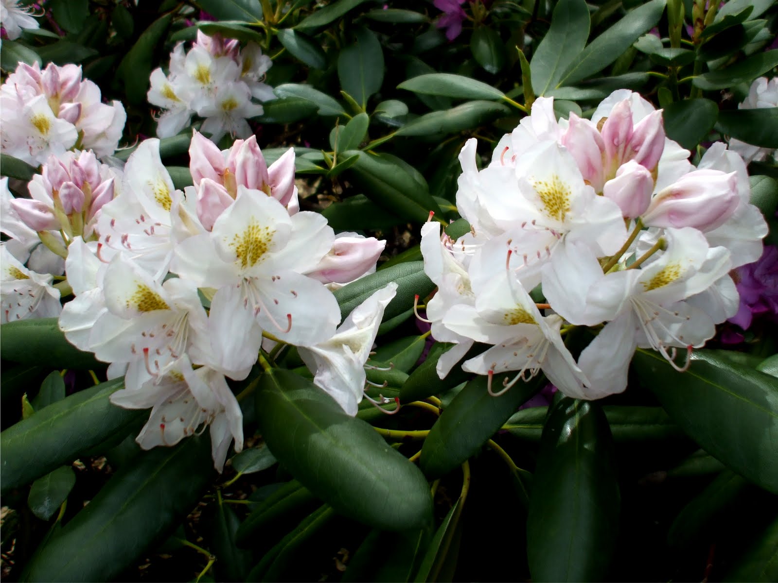 A Rose in the Garden: Rhodies