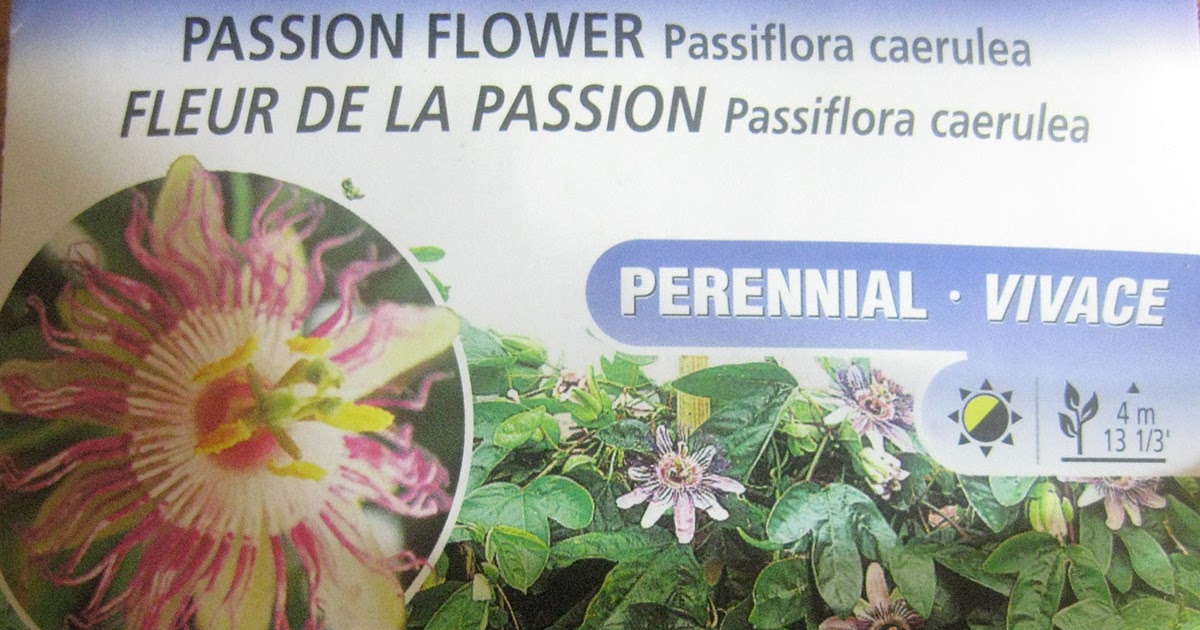 Damn Plants Passion Flower Seeds