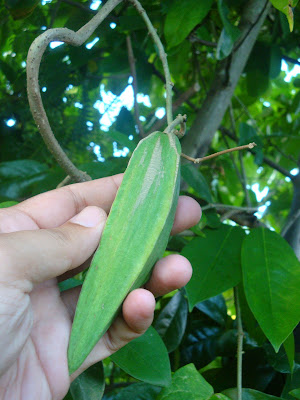 Beachcomber on Saipan: Record. Research. Draw!