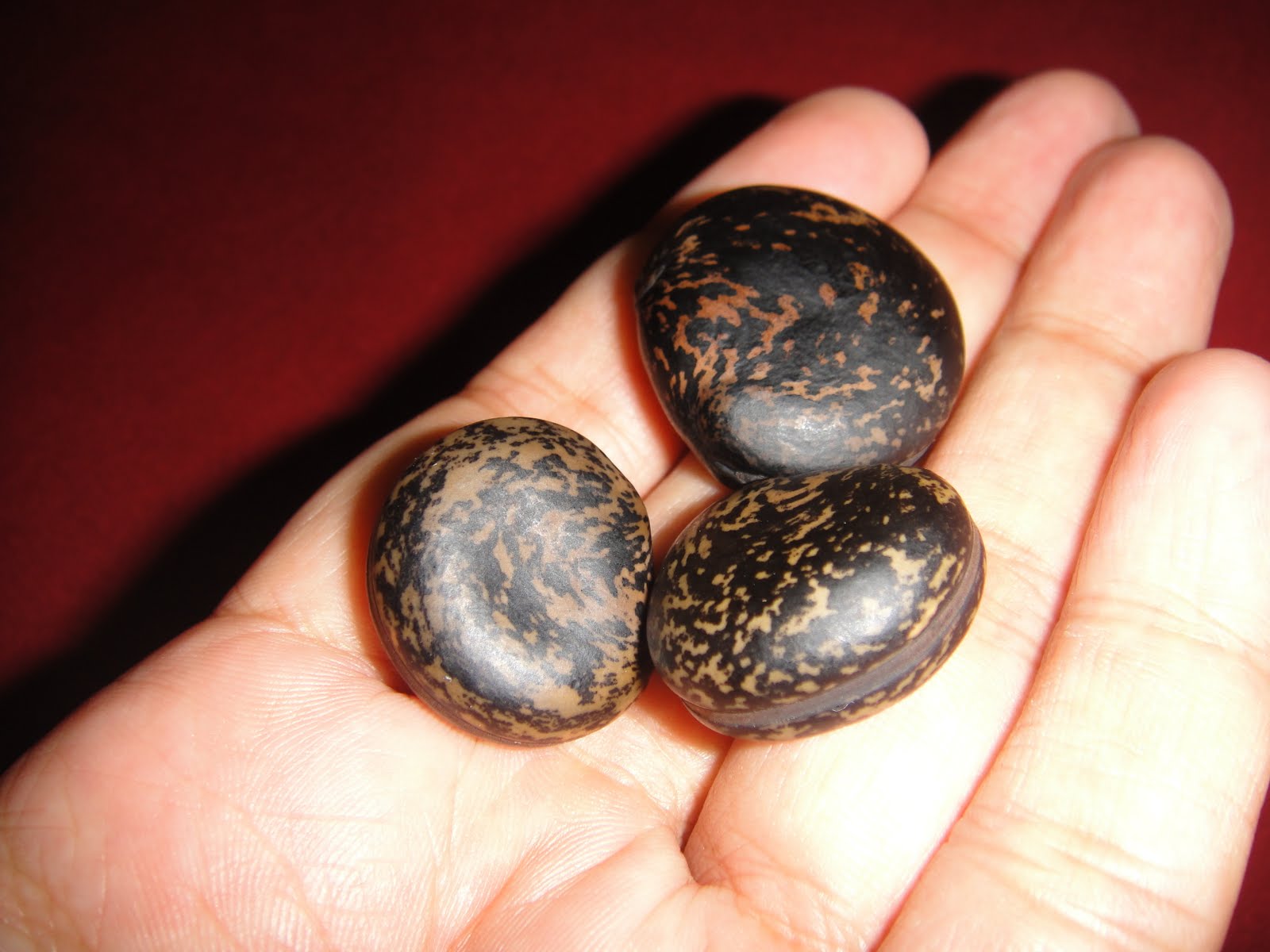 Beachcomber on Saipan: Sojourning Seeds