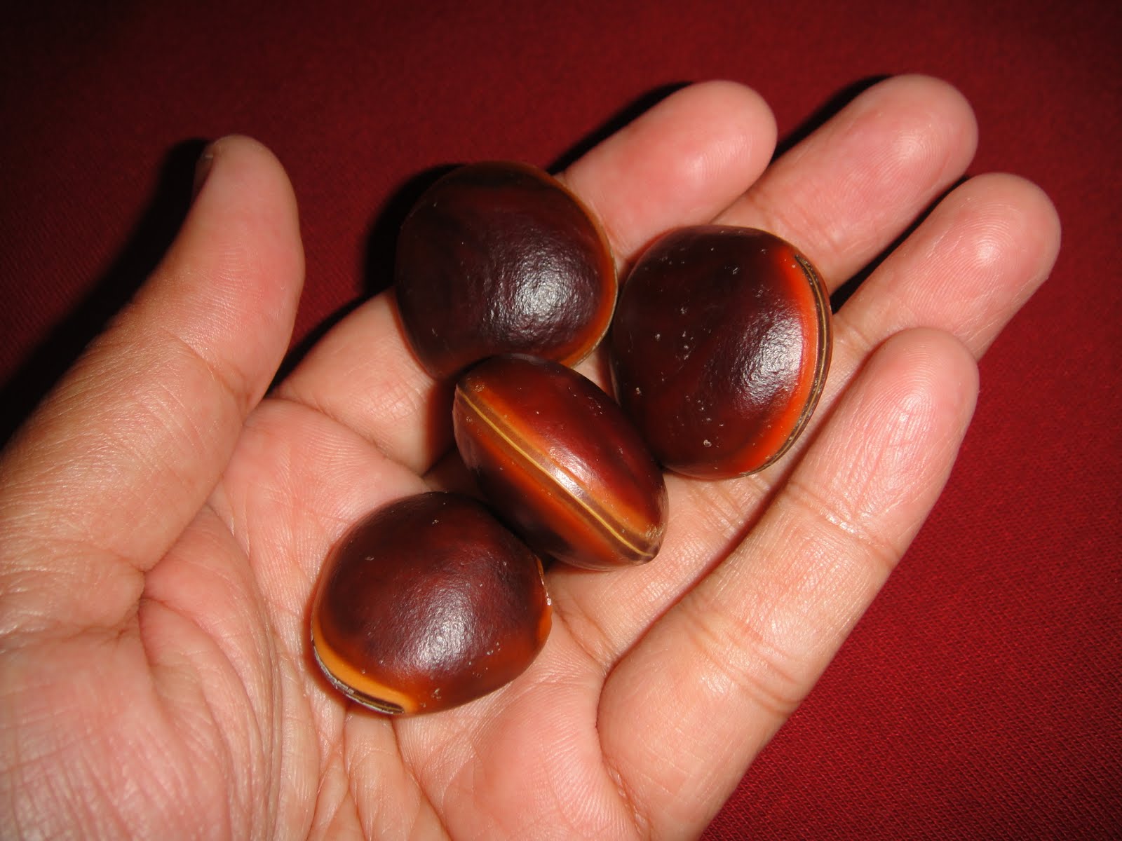 Beachcomber on Saipan: Sojourning Seeds