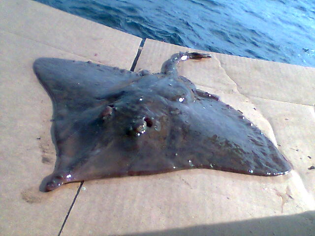 El Mar Argentino Maffeis Oscar: Rayas