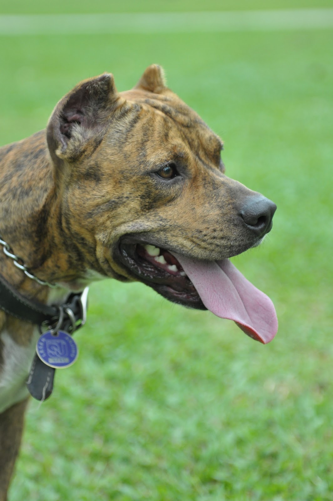 Soldier - The Almighty American Pit Bull Terrier: Soldier's Photograph ...