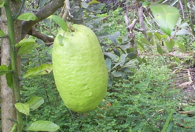 PLANTAR & CULTIVAR: Cidra - mais informações