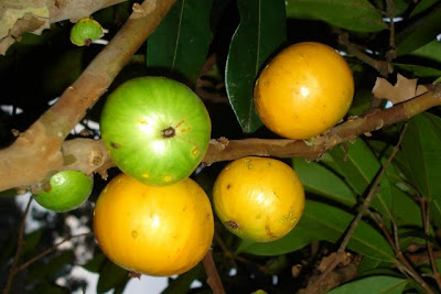 PLANTAR & CULTIVAR: CAMBUCÁ