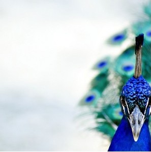 Treadgold: Colour Me Happy. Cerulean Blue