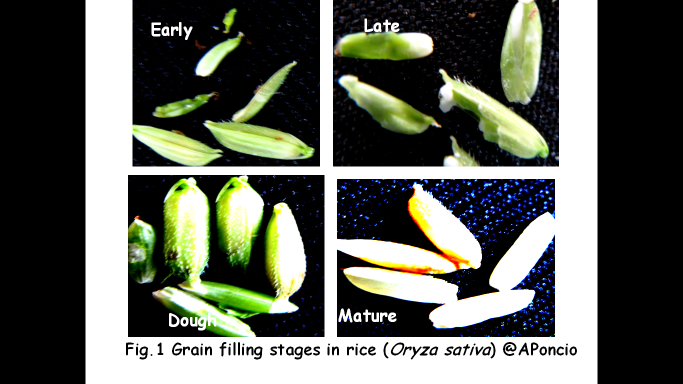 Science, Medicine,Nature and Troubleshootings: How To Do Real Time Gene ...