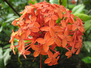 Peace Corps Cameroon: Photos-Flora and Fauna of Cameroon