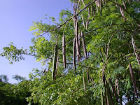 Bollywood Veggies: Moringa oleifera - Pokok Kelo/Murungukai/Drumstick Tree