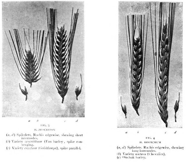 Shut up about Barclay Perkins: Barley varieties