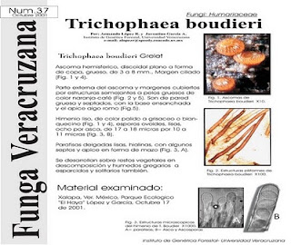 FUNGA VERACRUZANA: Trichophaea boudieri (Fungi: Humariaceae).